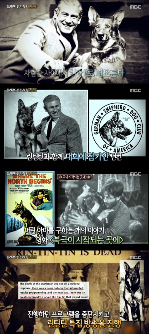 린틴틴, 할리우드 명예의 거리 등재된 '개 배우' - RPM9 전자신문엔터테인먼트