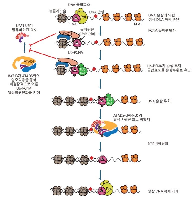 IBS, DNA 복제 재개 조절 '스위치' 찾았다 - 전자신문