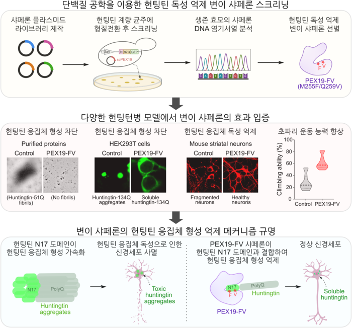 IBS·DGIST, '헌팅턴병' 치료하는 샤페론 단백질 개발 - 전자신문