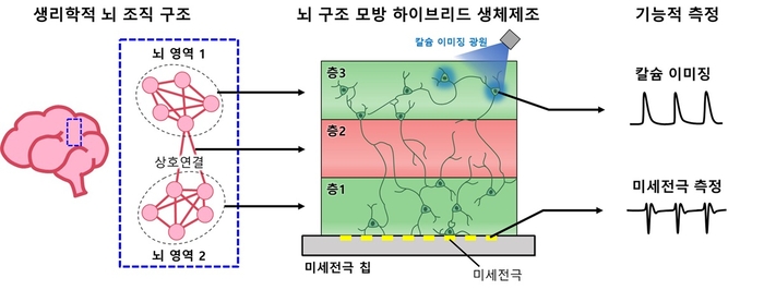 KAIST, 6배 정밀 '3D 뇌 모사 플랫폼' 구현...약물 스크리닝 활용 기대 - 전자신문