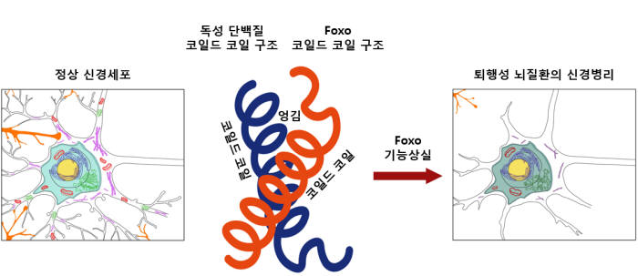 Dgist 퇴행성 뇌질환 초기 발병 원리 규명 전자신문