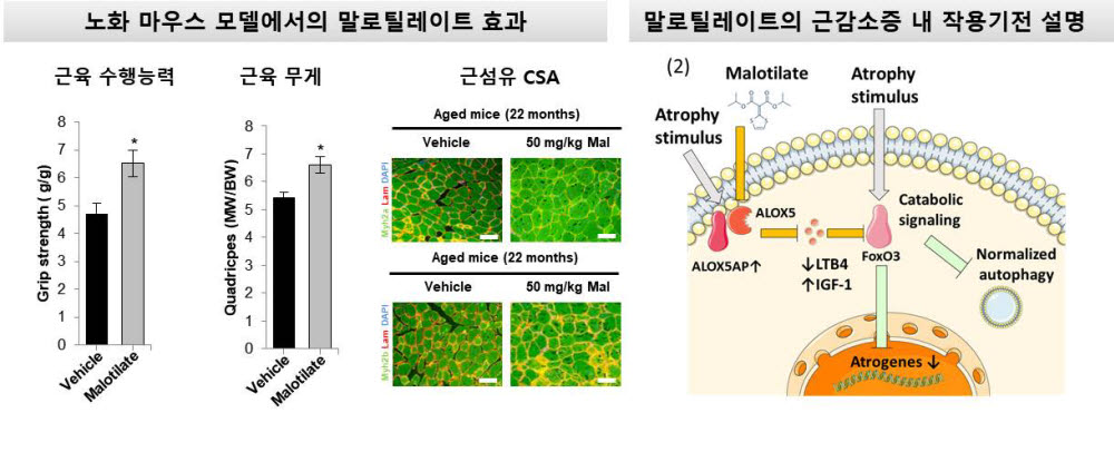 Gist 근감소증 치료 효과 Fda 승인 약물 발굴주사제 아닌 먹는 약 가능성 확인 전자신문